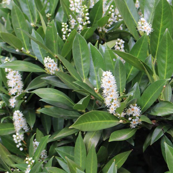 Laur englezesc (Prunus laurocerasus) de vânzare | Copacei.ro ...