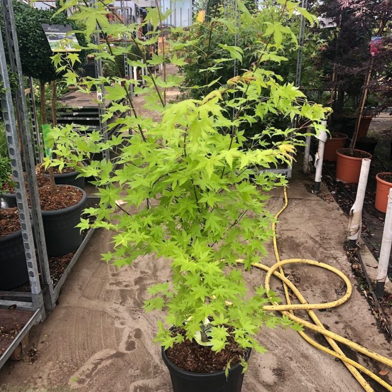 Copaci ornamentali și arbori de vânzare | Copacei.ro - Pepiniera Zalău