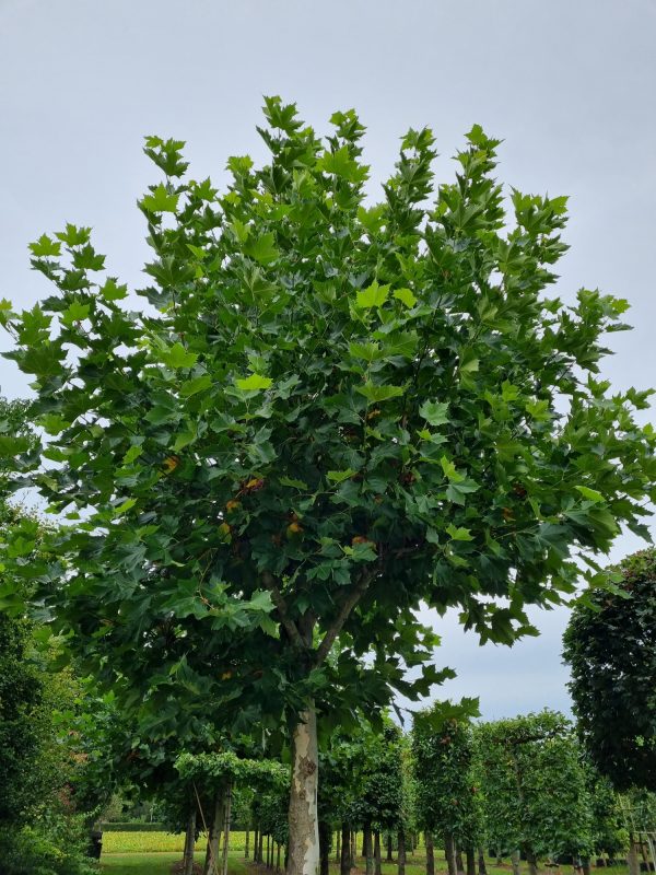 Platanus hispanica Pyramidalis - Platan cu formă piramidală de vânzare ...
