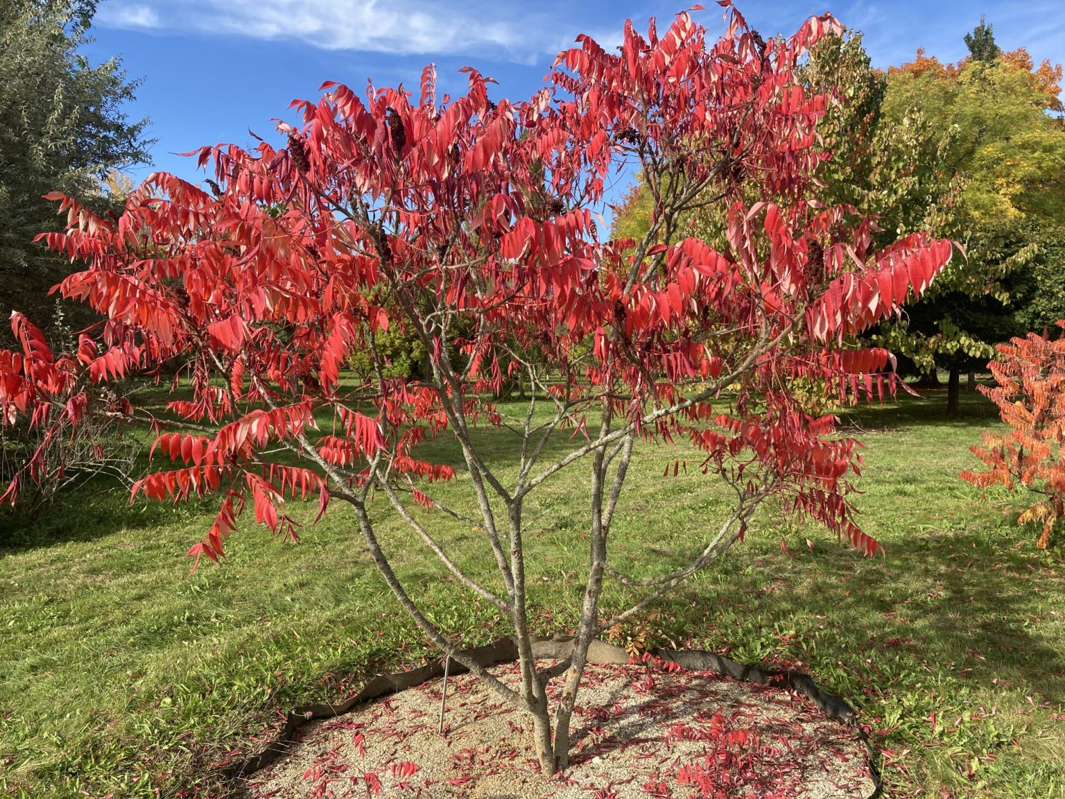 Rhus typhina Dissecta - Oțetar cu frunze tăiate de vânzare | Copacei.ro ...